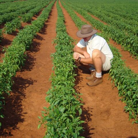 Fenix Spices | Paprika manufacturer